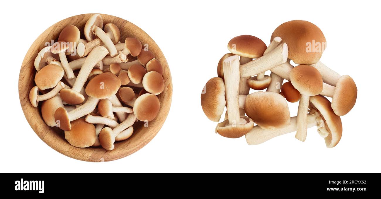 honey fungus mushrooms in wooden bowl isolated on white background with ...