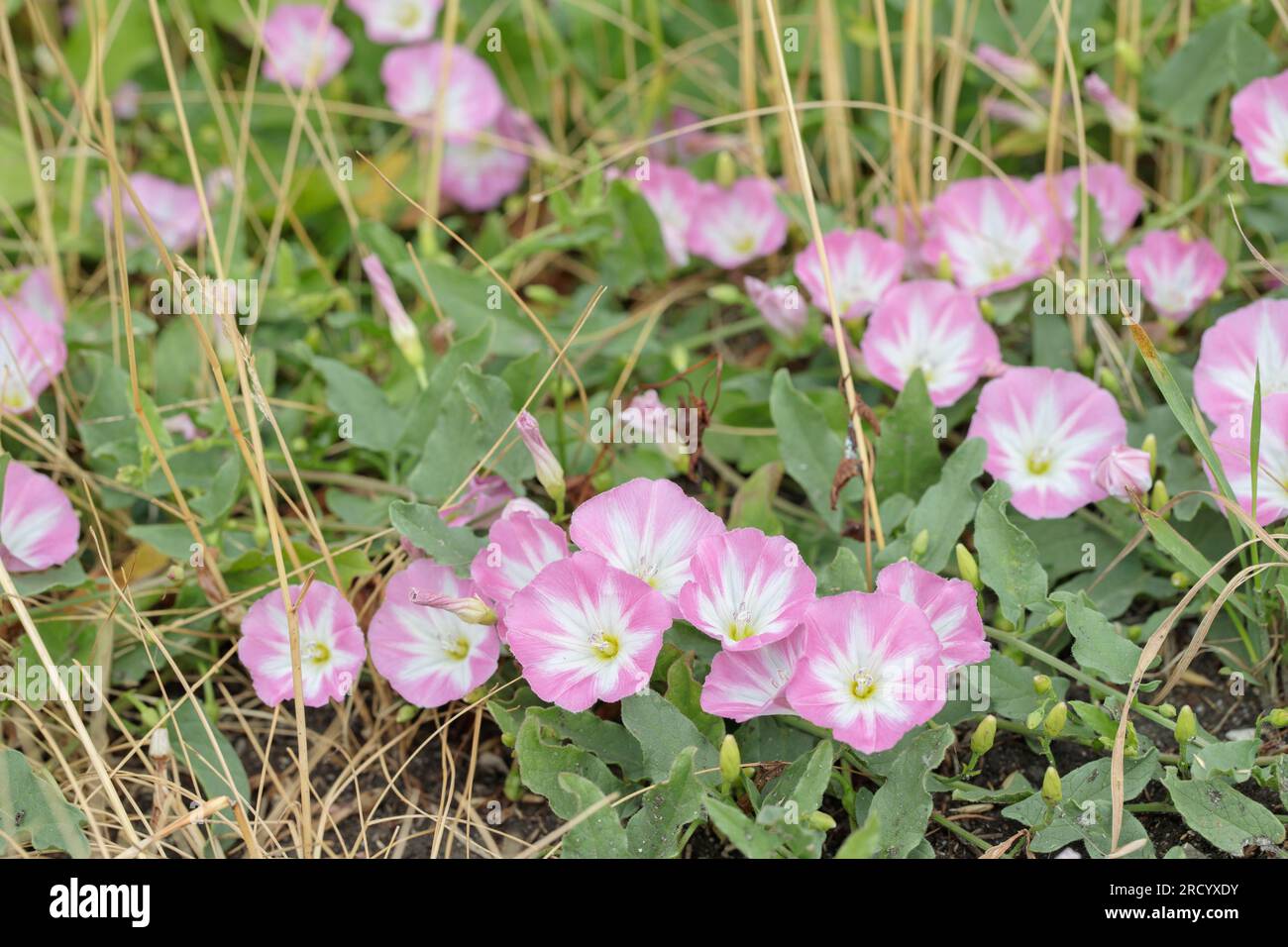 Blooming bindweed (Convolvulus arvensis Stock Photo - Alamy