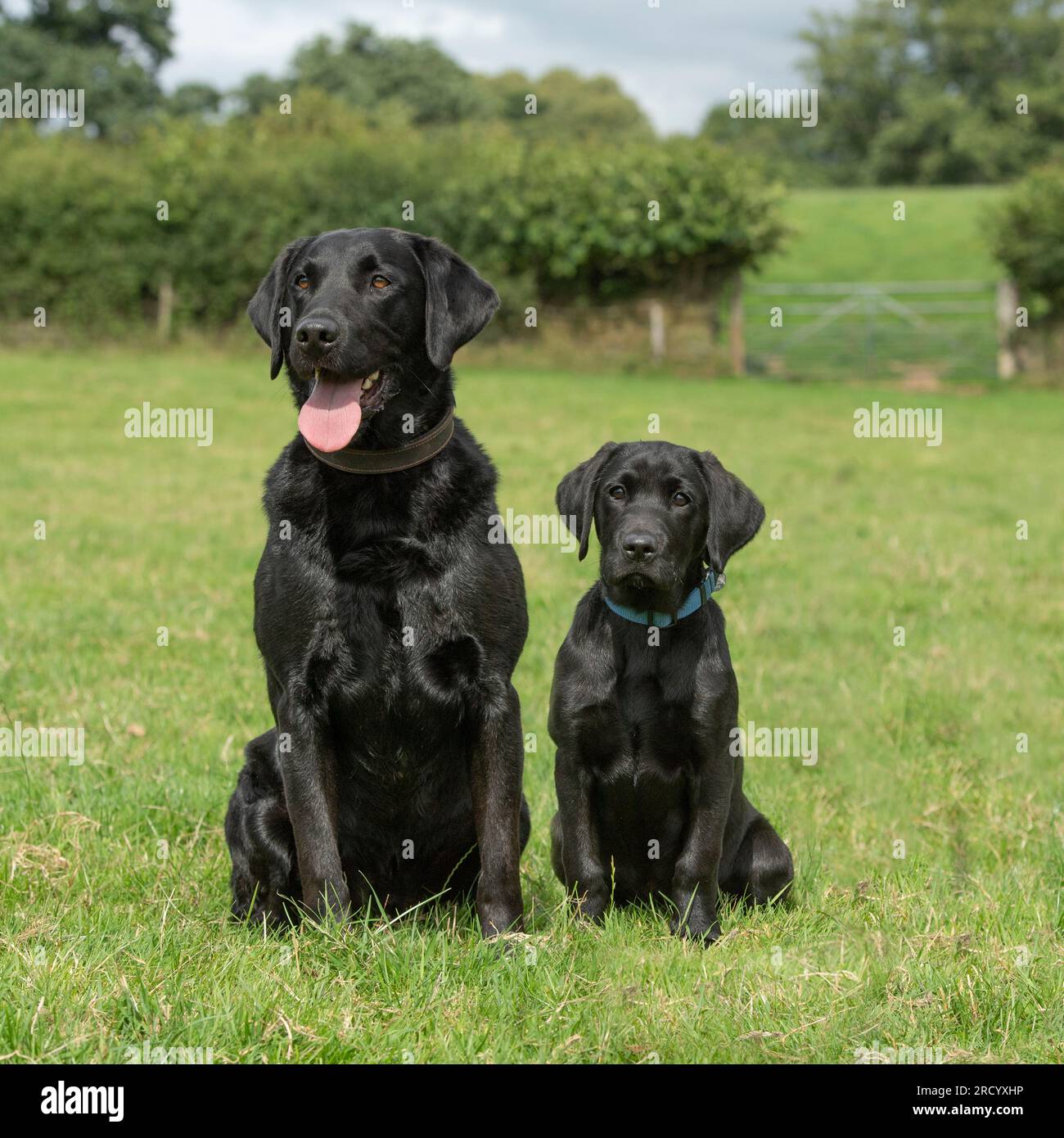 black labrador retrievers Stock Photo - Alamy