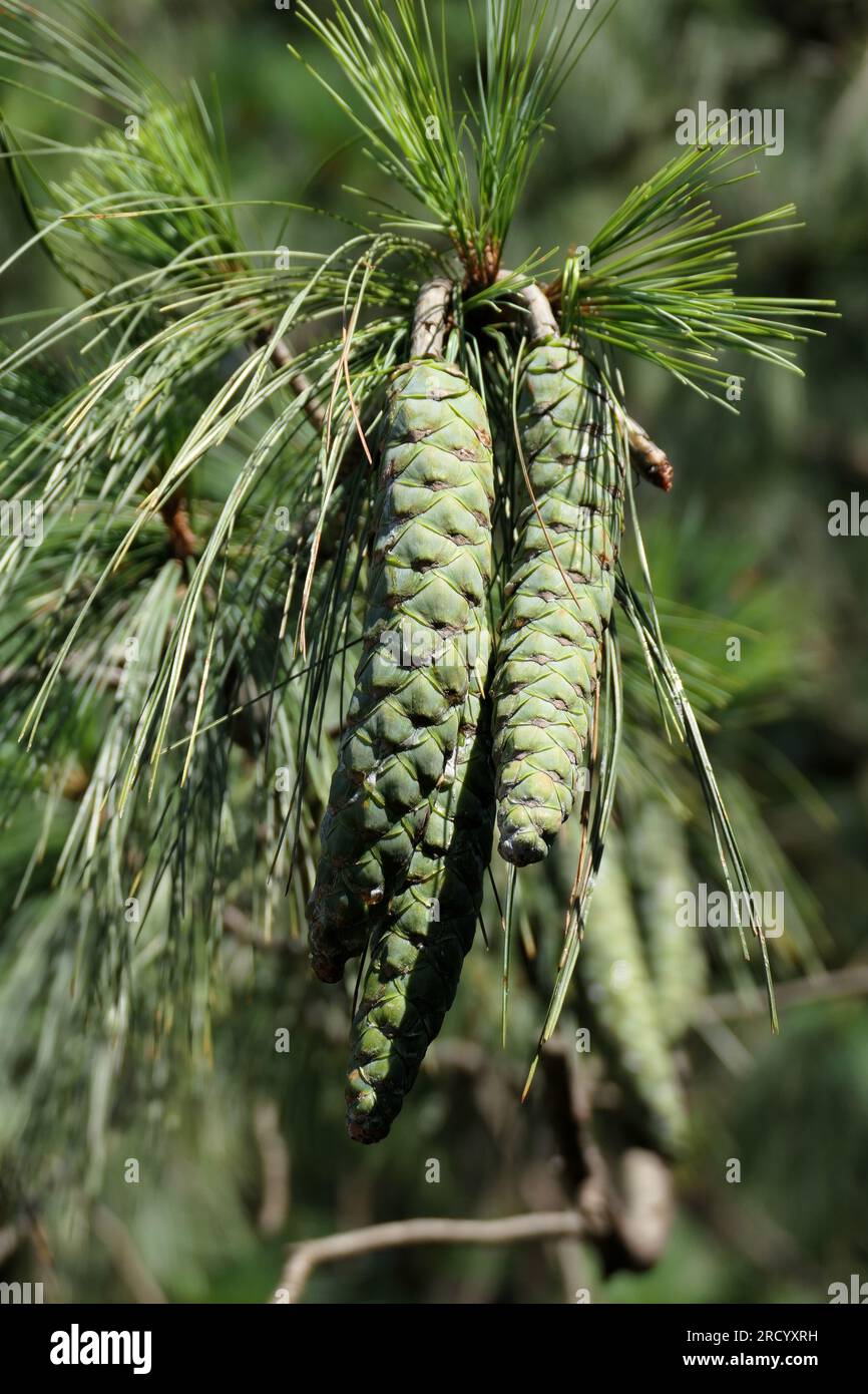 green cones of Pinus wallichiana Stock Photo - Alamy