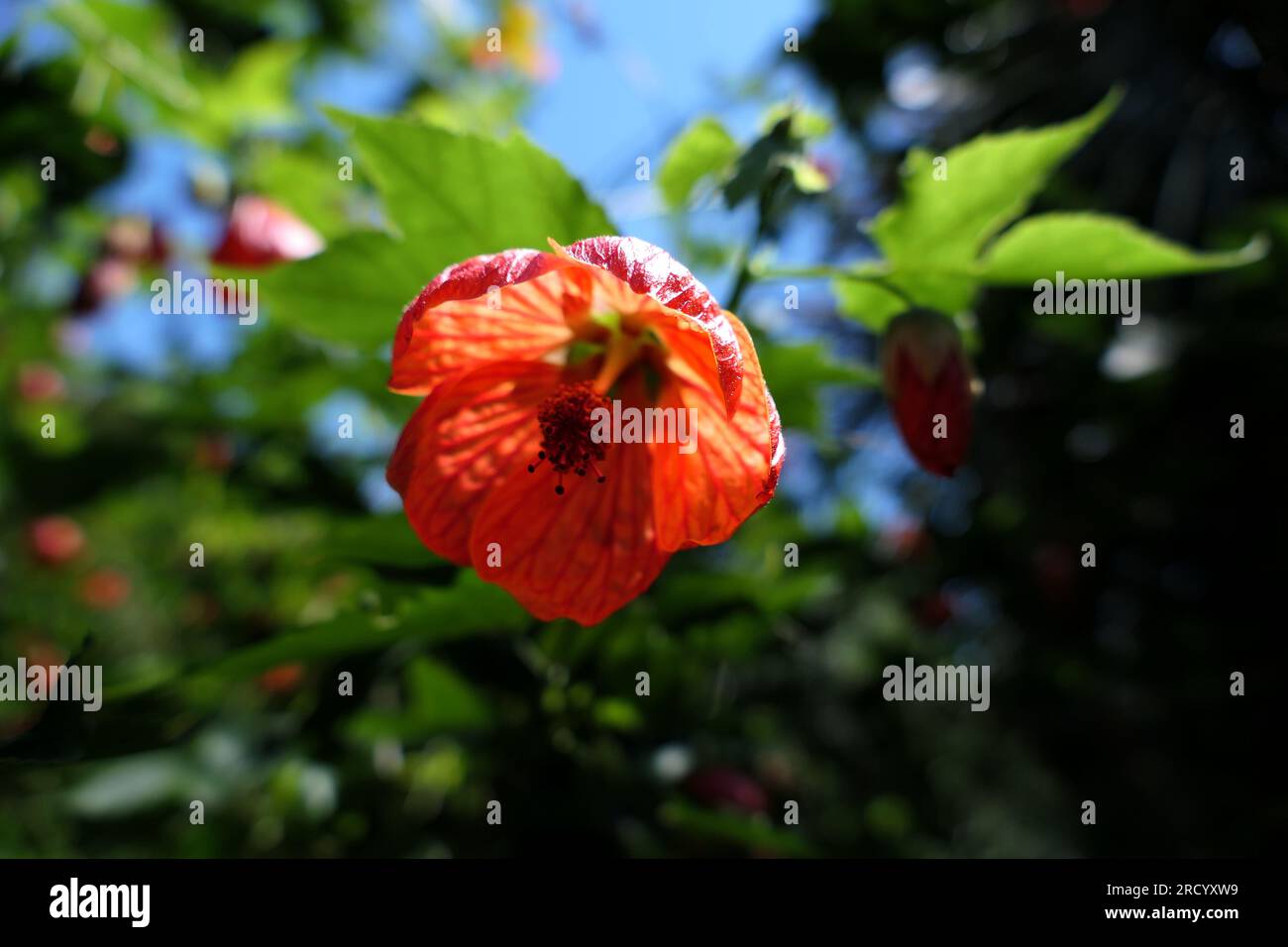 red flower of abutilon in the Botanical Garden Stock Photo - Alamy