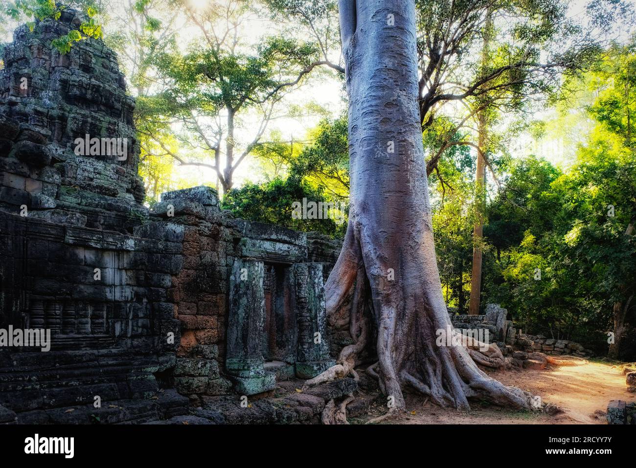 A huge tropical ficus tree grows near the remains of an ancient ...