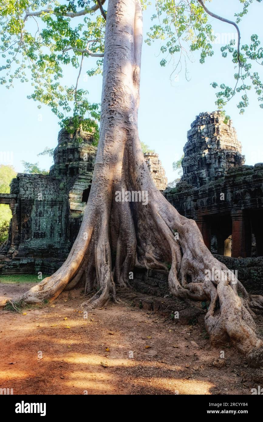 Snapshot presenting an enormous tropical ficus tree situated adjacent ...