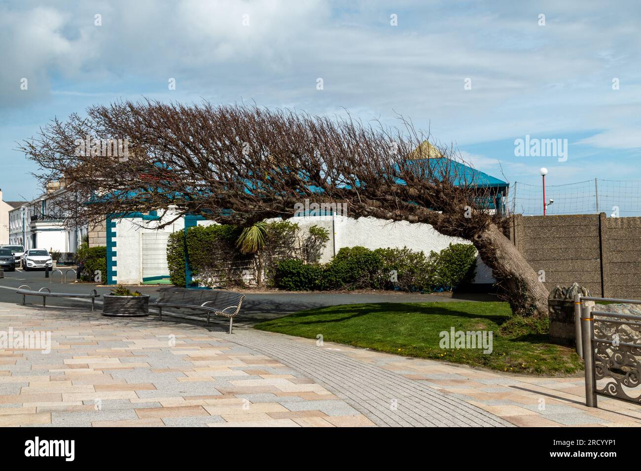 On the Central Promenade a tree has been bent by the strength of the ...