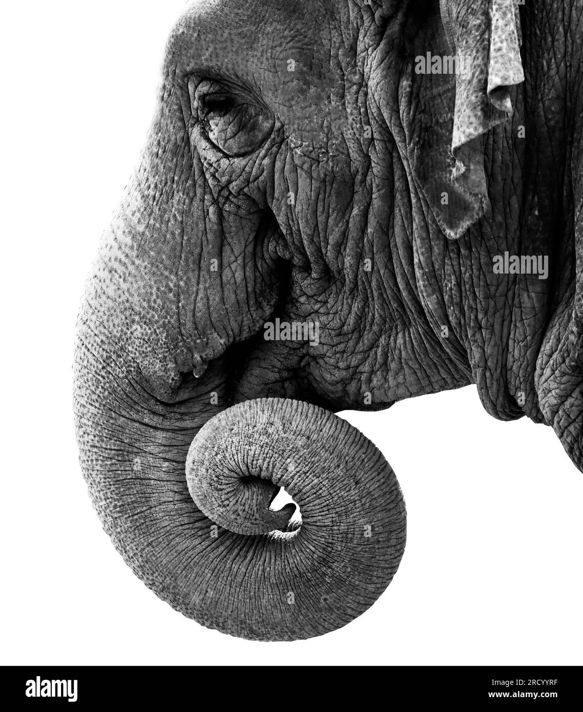 head of elephant isolated on white background. Wild animal Stock Photo ...