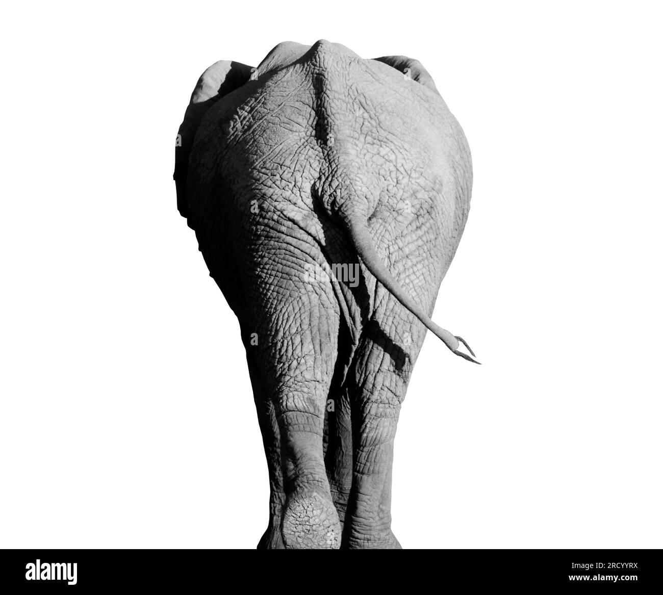 Black and white portrait of an African elephant on a white background ...