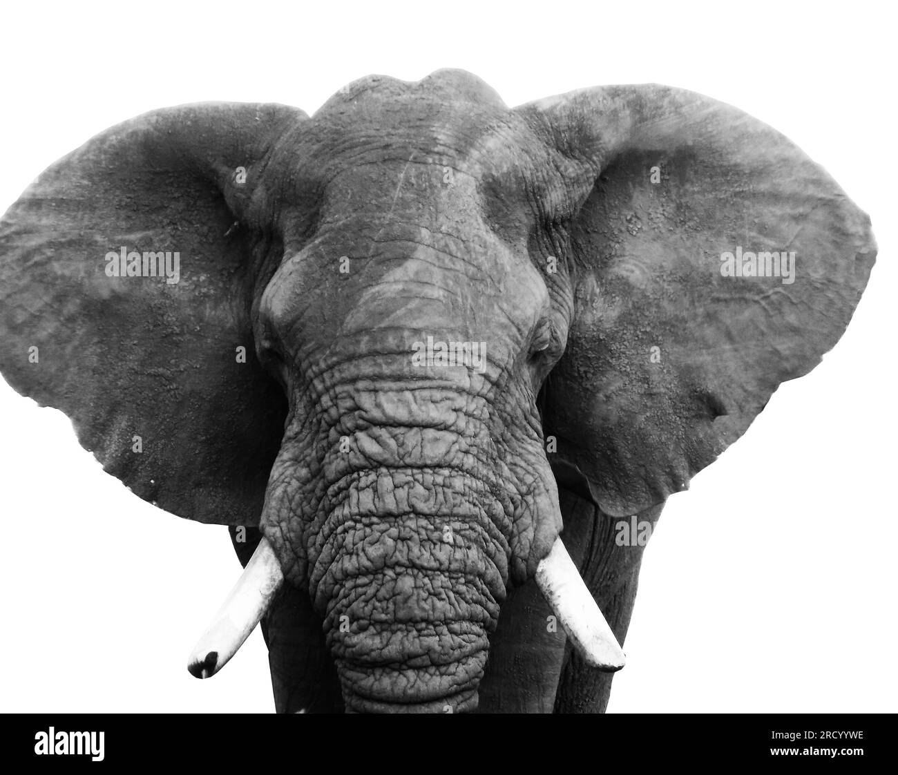 Male asia elephant isolated on hi-res stock photography and images - Alamy