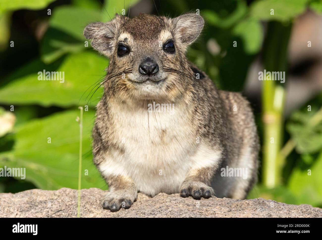 A Bush Hyrax stares on unconcerned as they can adapt to living close to ...