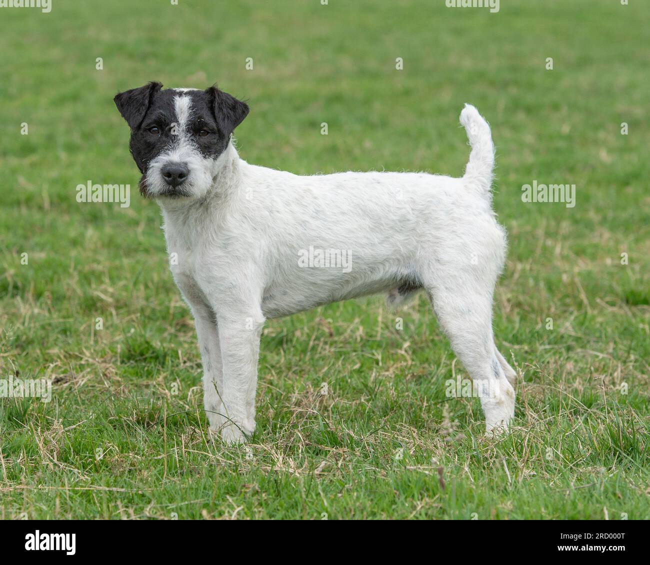 jack russell terrier Stock Photo - Alamy