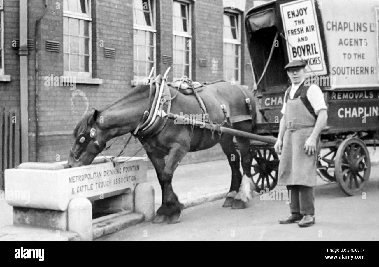 Horse drinking at a Metropolitan Drinking Fountain and Cattle Trough ...
