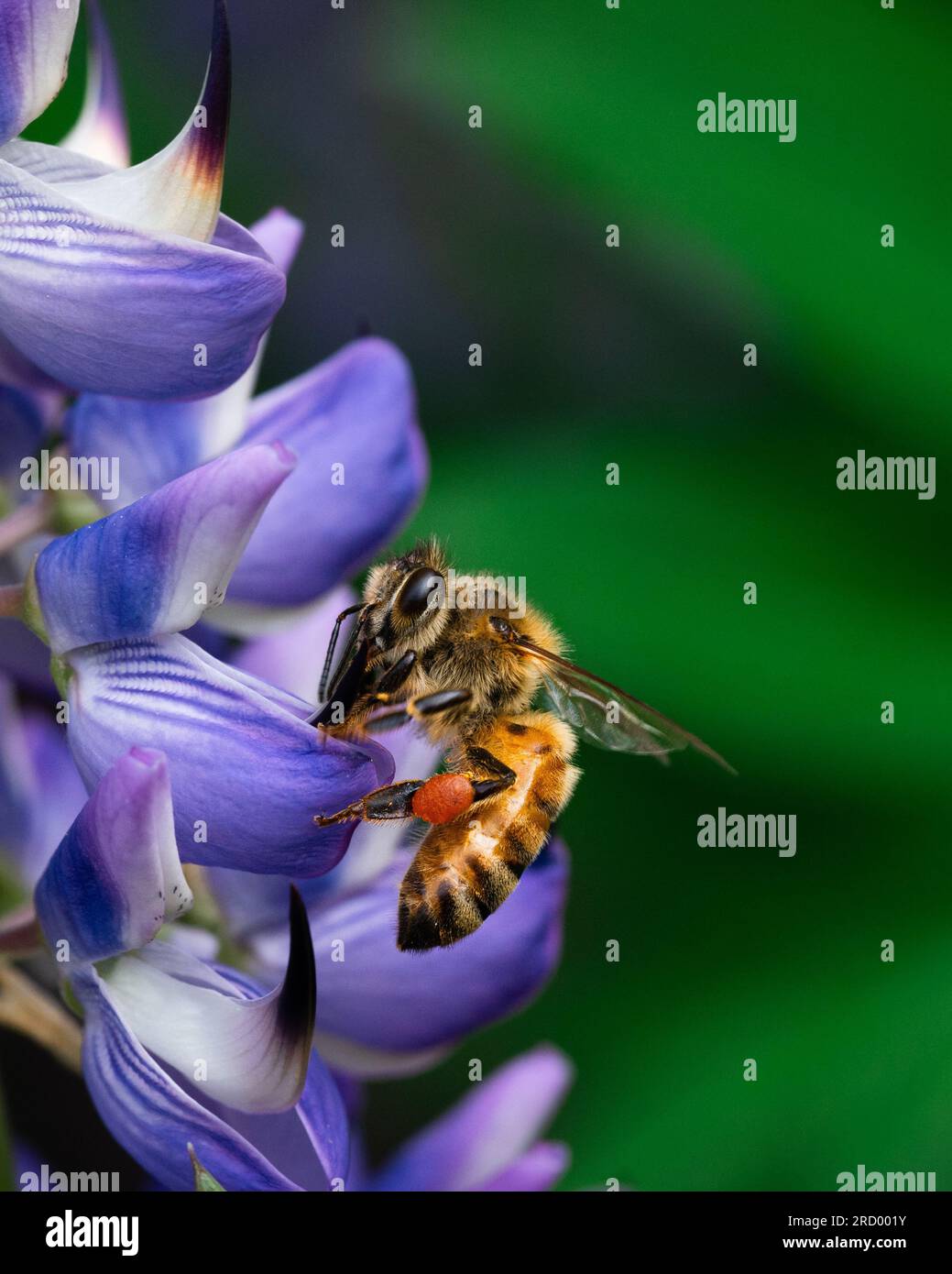 Side view of a honey bee foraging for nectar and pollen on a purple ...