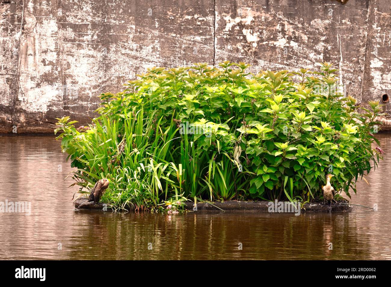 Local wildlife in a lake of a small town Stock Photo - Alamy
