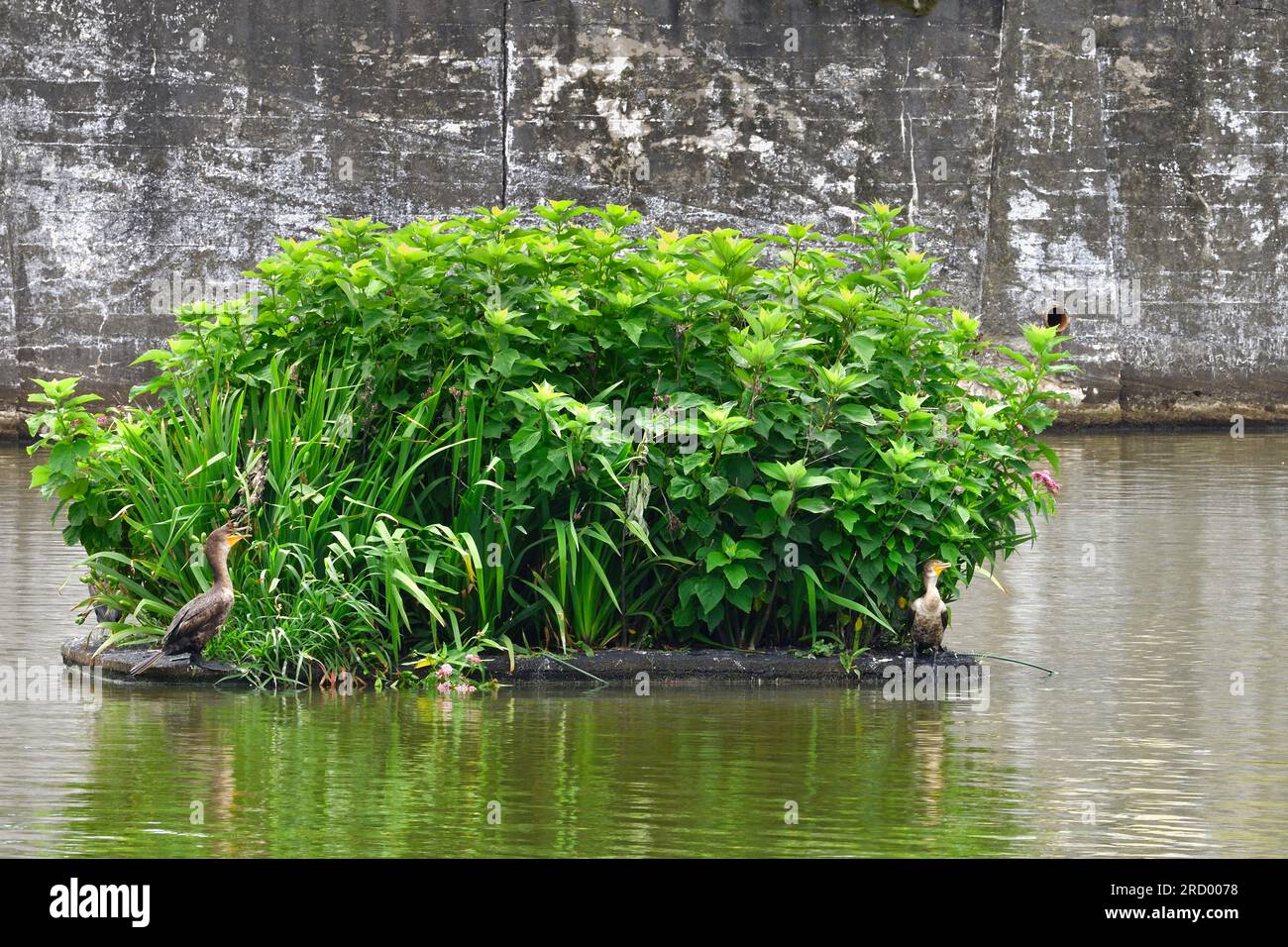 Local wildlife in a lake of a small town Stock Photo - Alamy