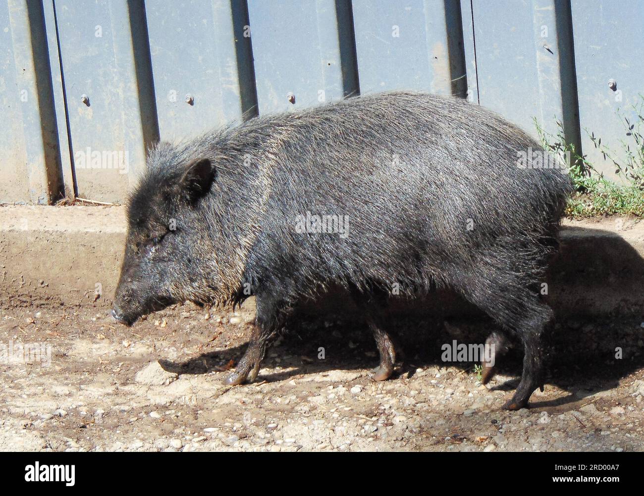 Peccary pig at the Oradea zoo, Romania Stock Photo - Alamy