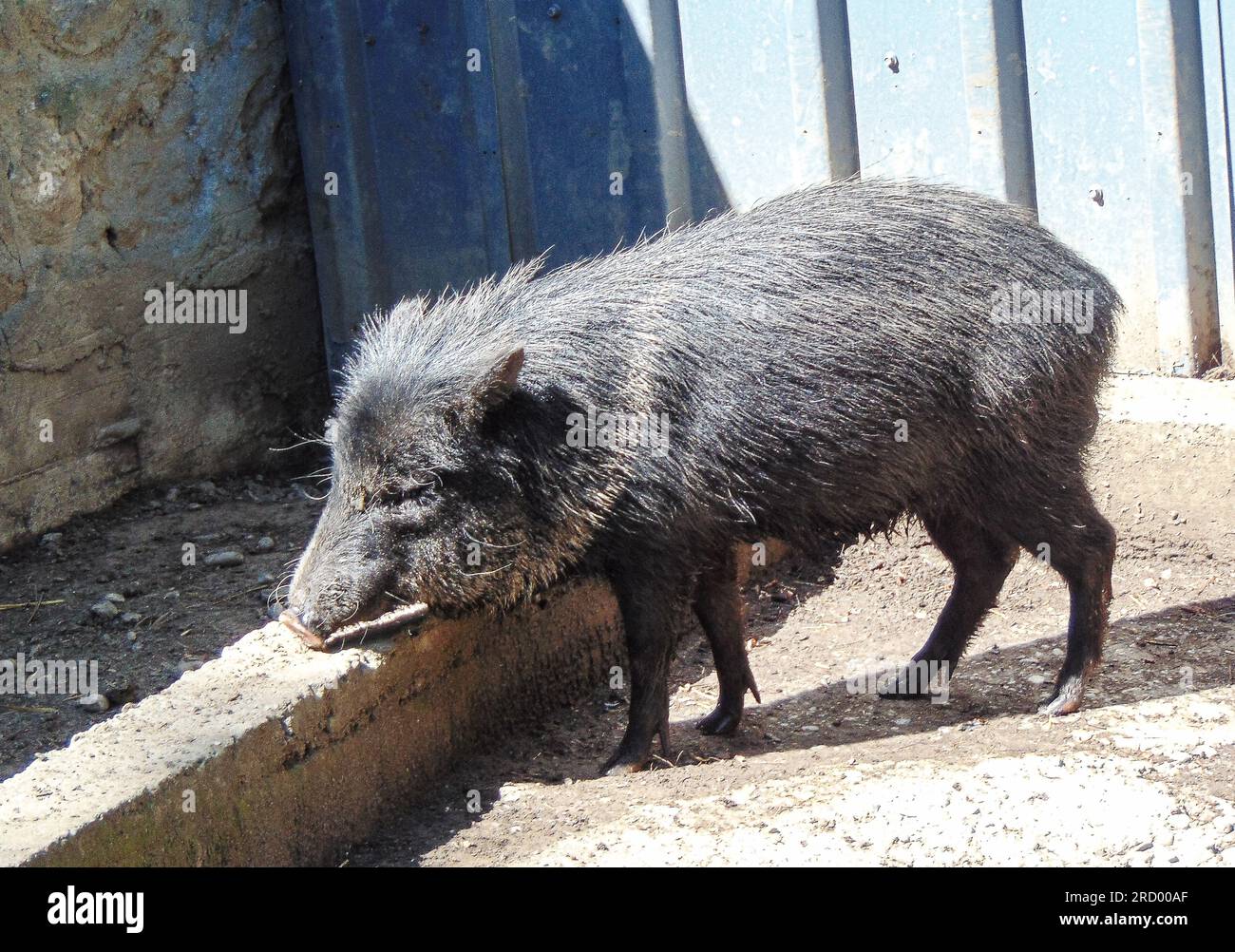 Pig romania hi-res stock photography and images - Alamy