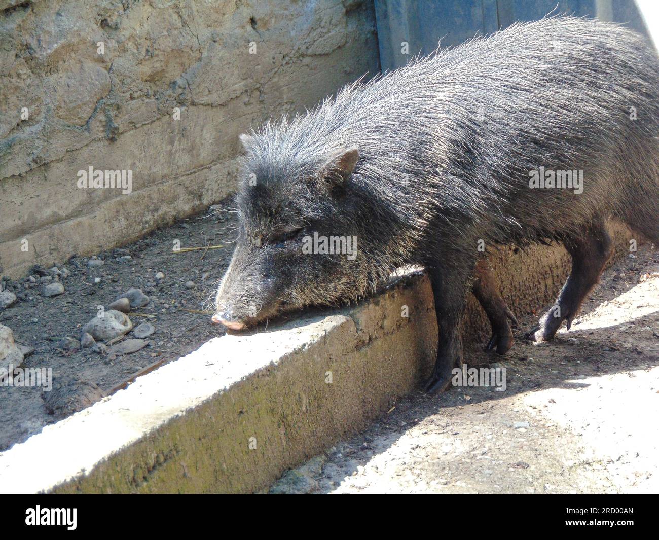 Peccary pig at the Oradea zoo, Romania Stock Photo - Alamy