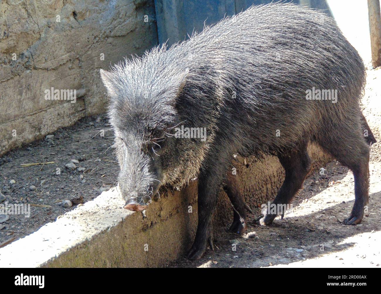 Peccary pig at the Oradea zoo, Romania Stock Photo - Alamy