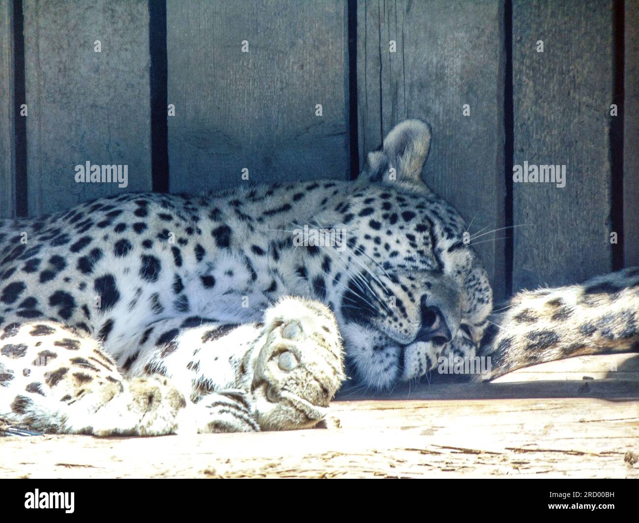 A leopard is sleeping at the Oradea zoo, Romania Stock Photo - Alamy