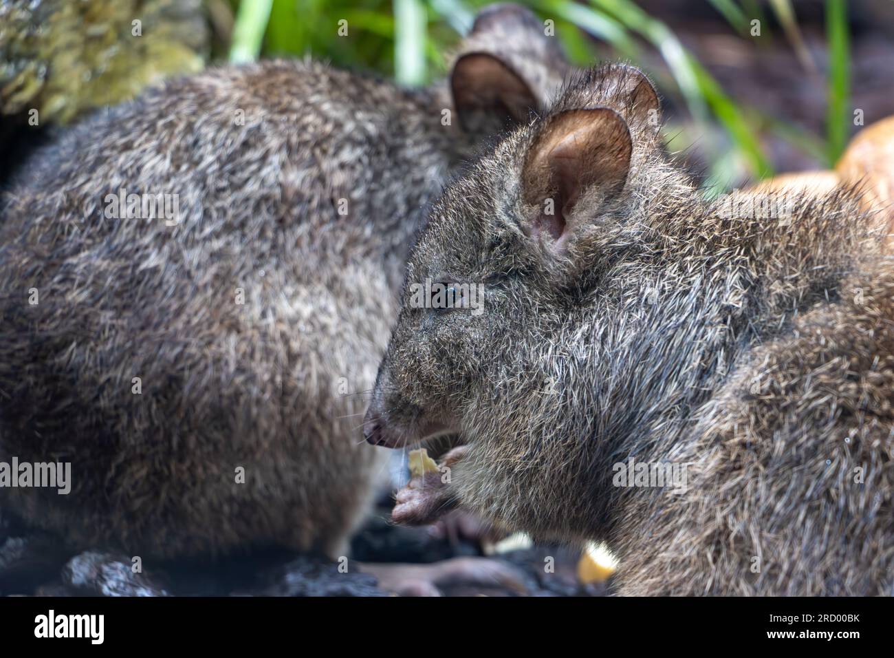 Long nosed rat kangaroo hi-res stock photography and images - Alamy