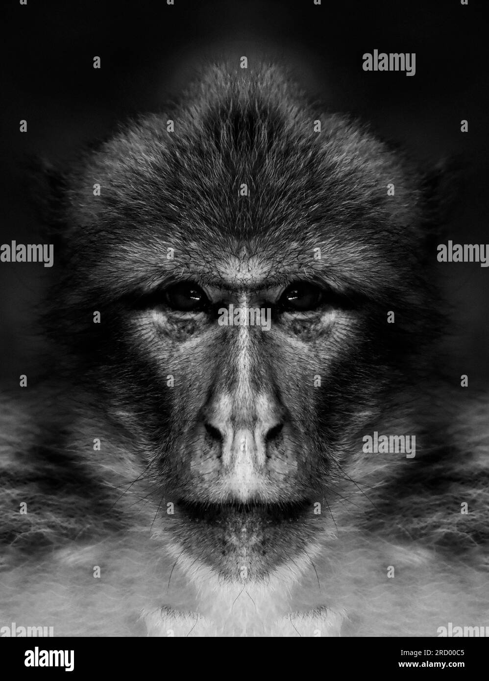 A beautiful black and white portrait of a monkey at close range that ...
