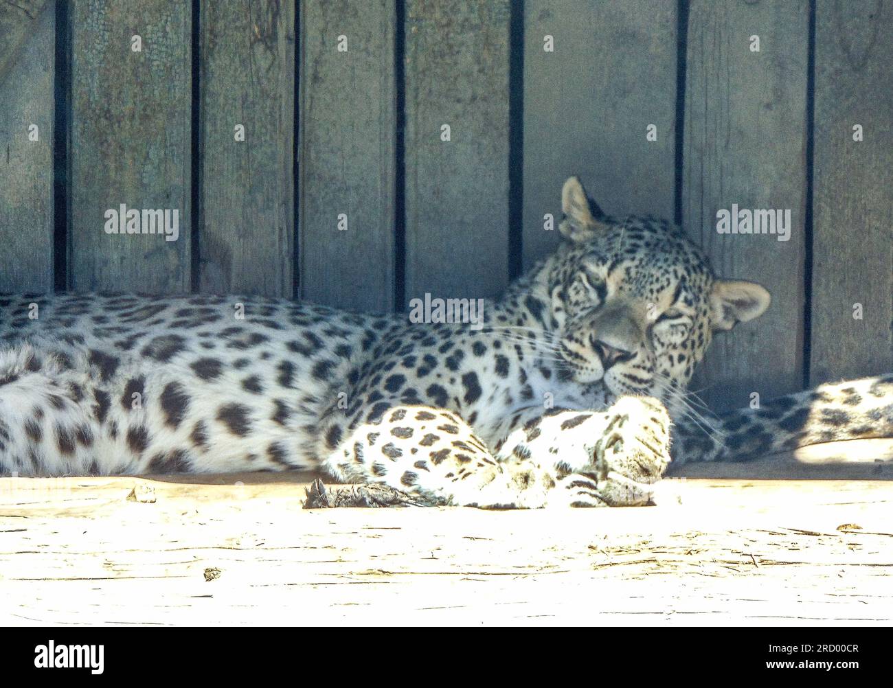 Zoo oradea hi-res stock photography and images - Alamy