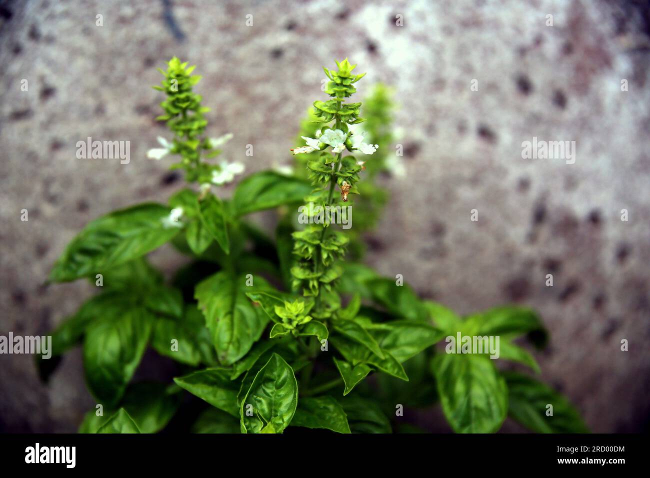 Basil plant' leaves and flowers Stock Photo - Alamy