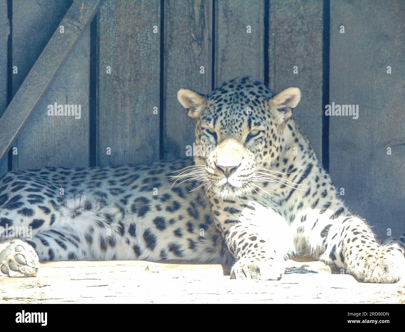 Leopard at the Oradea zoo, Romania Stock Photo - Alamy