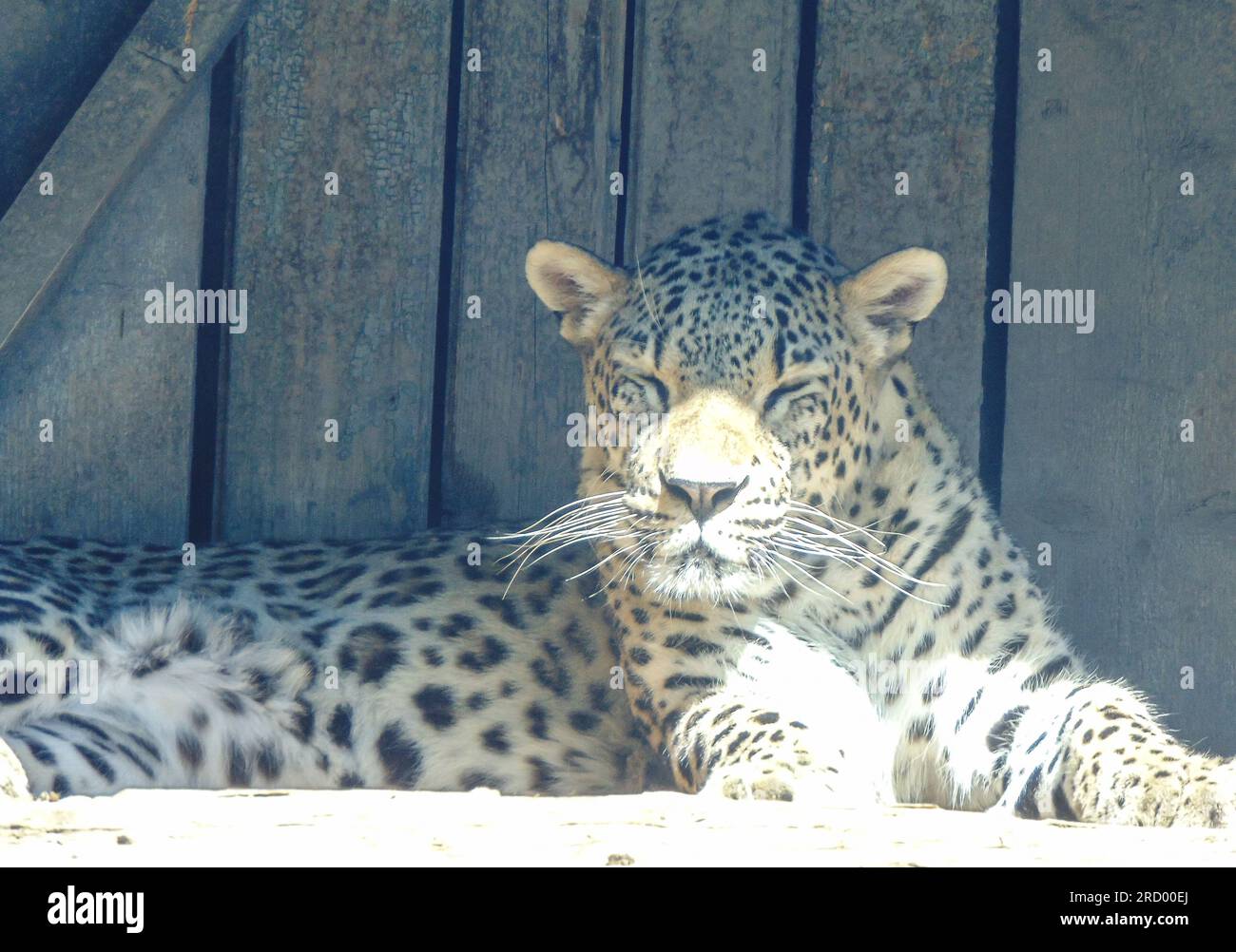 Leopard at the Oradea zoo, Romania Stock Photo - Alamy