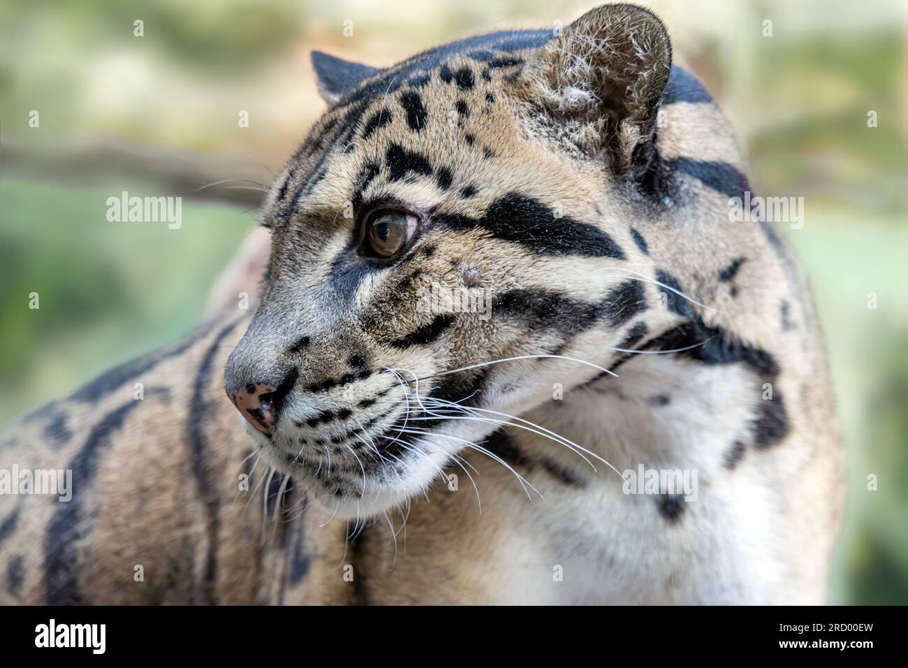 A clouded leopard, Neofelis nebulosa Stock Photo - Alamy