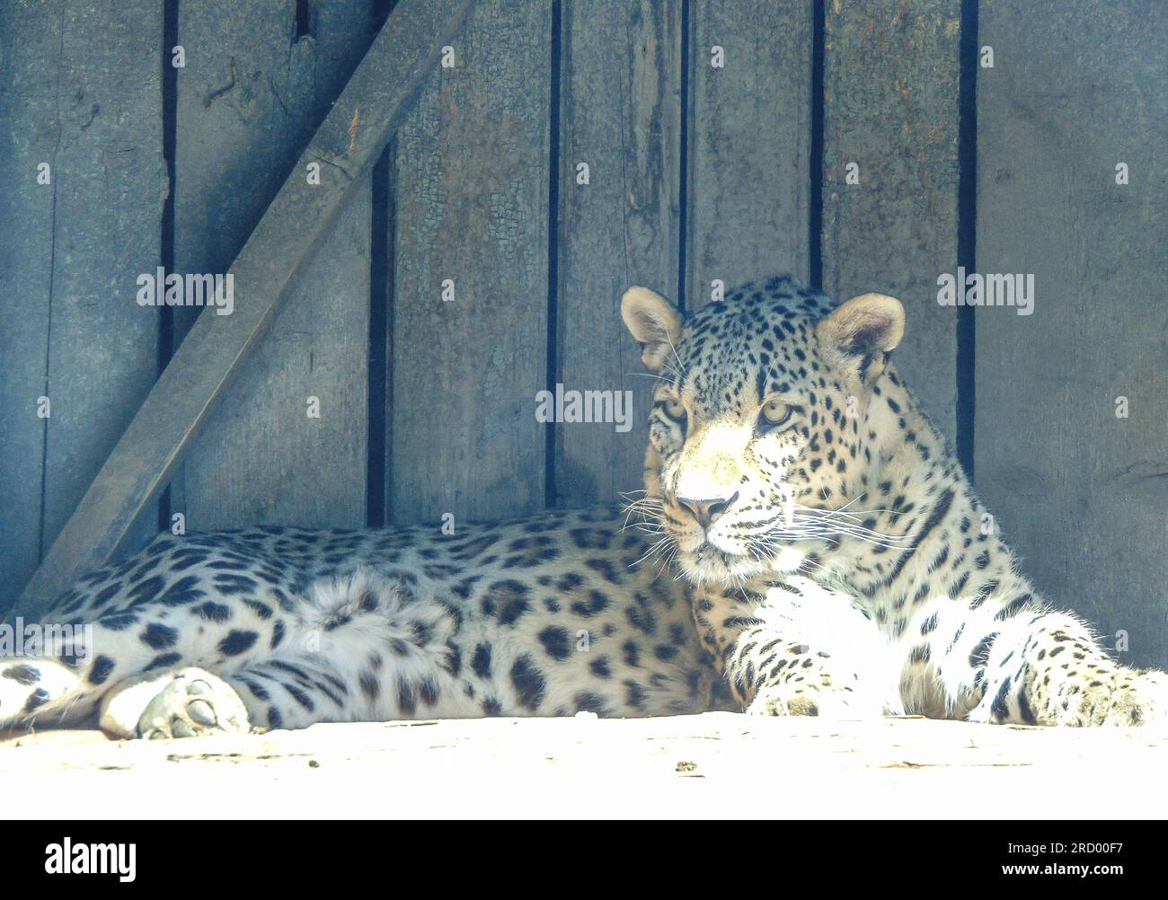 Leopard at the Oradea zoo, Romania Stock Photo - Alamy