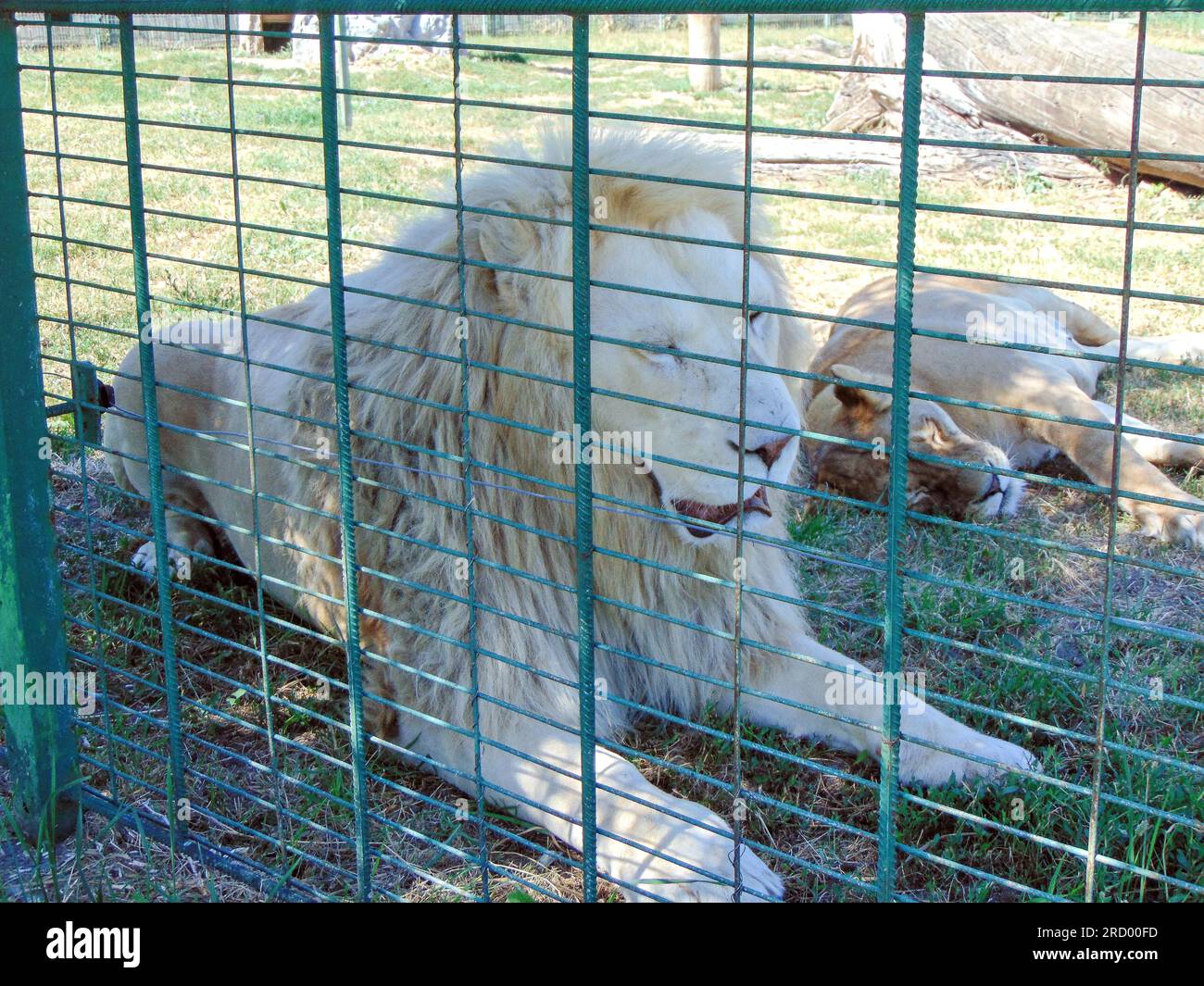 A lion and a lioness at the Oradea zoo, Romania Stock Photo - Alamy