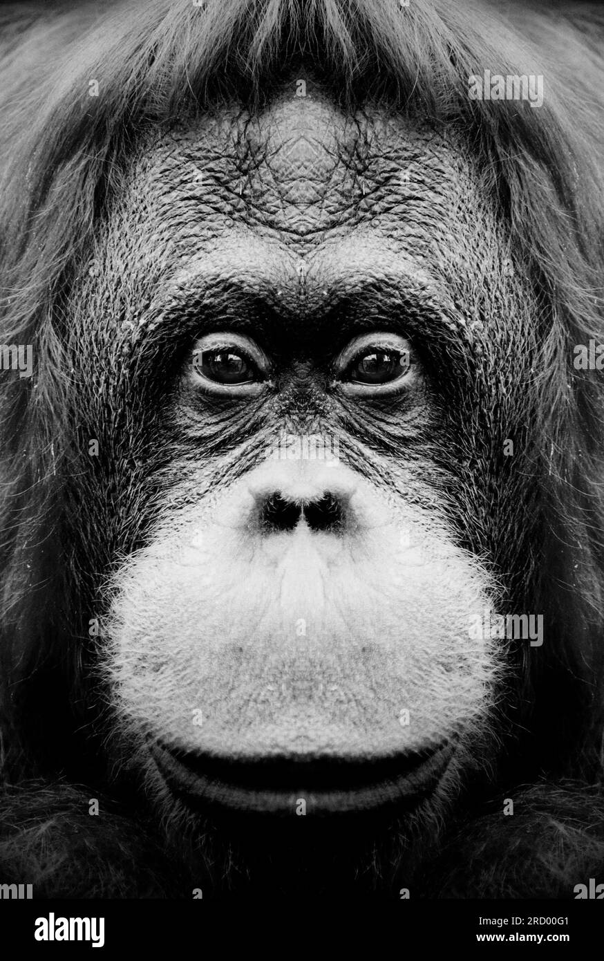 Big and small monkey Black and White Stock Photos & Images - Alamy