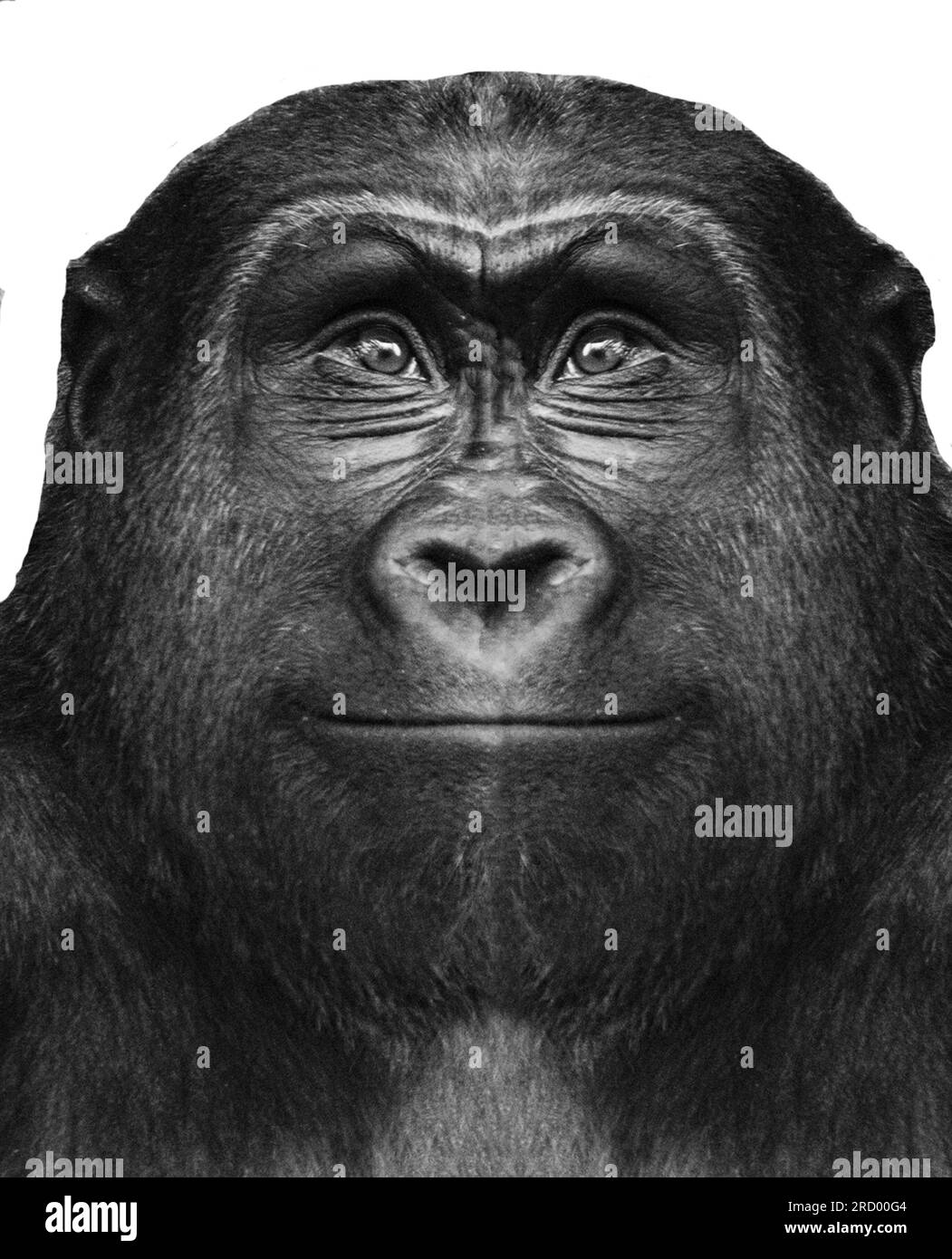 A beautiful black and white portrait of a monkey at close range that ...