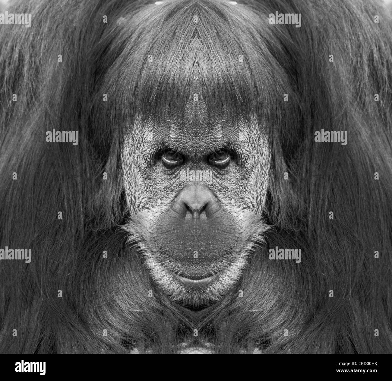 A beautiful black and white portrait of a monkey at close range that ...