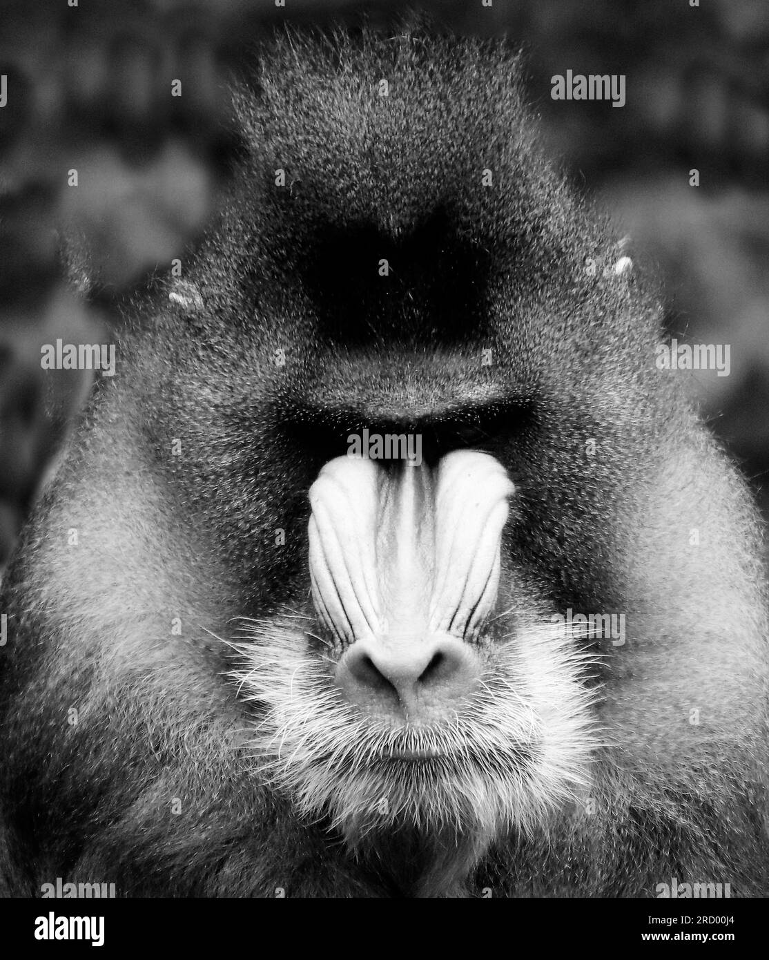 Black and white baboon hi-res stock photography and images - Alamy