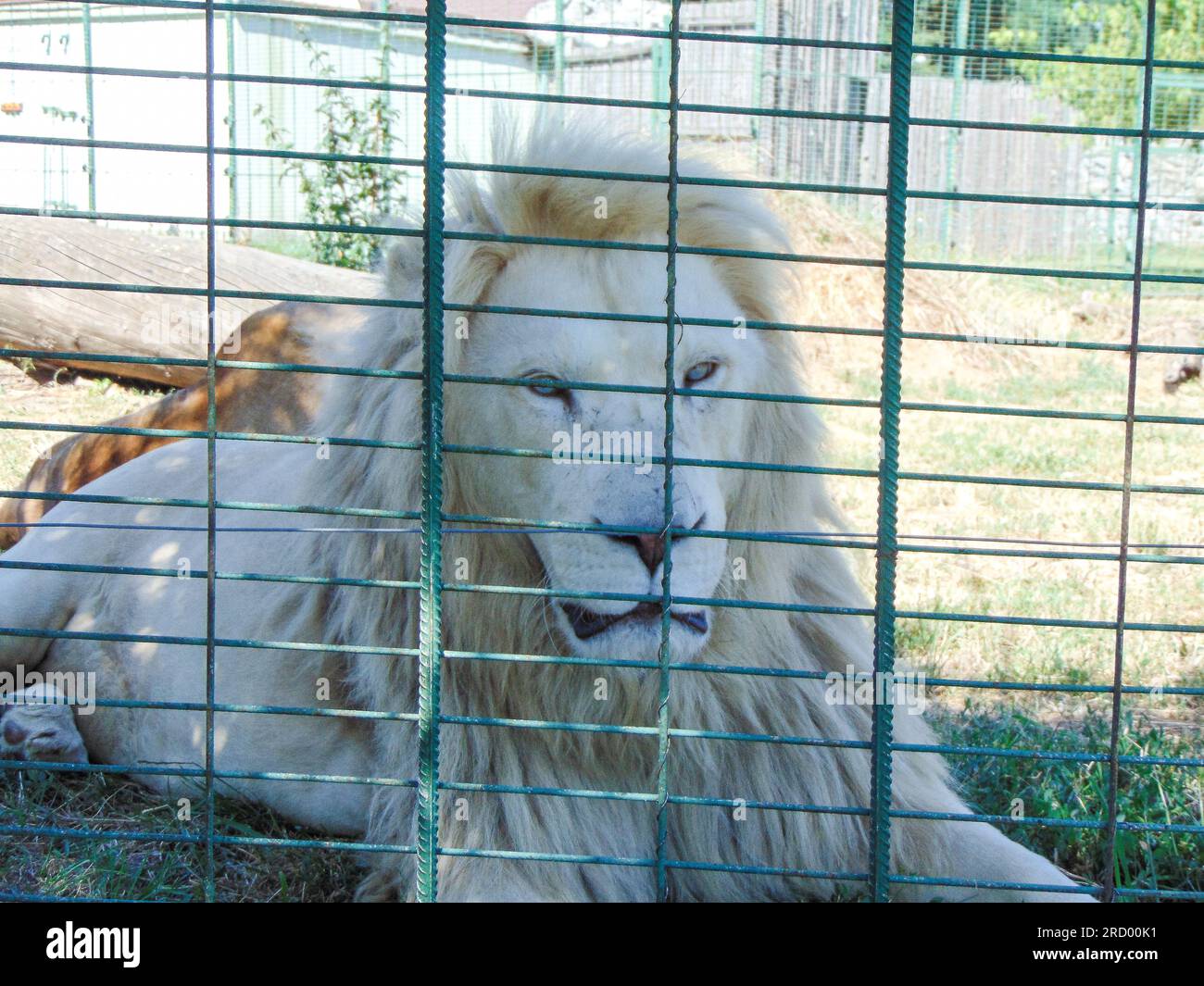 Lion at the Oradea zoo, Romania Stock Photo - Alamy