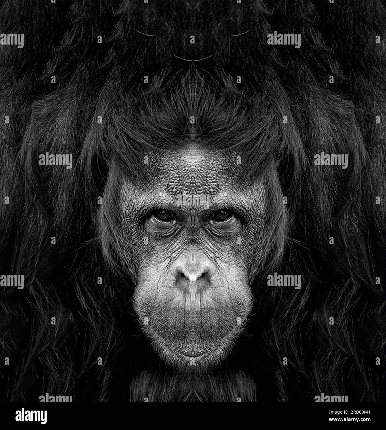 A beautiful black and white portrait of a monkey at close range that ...