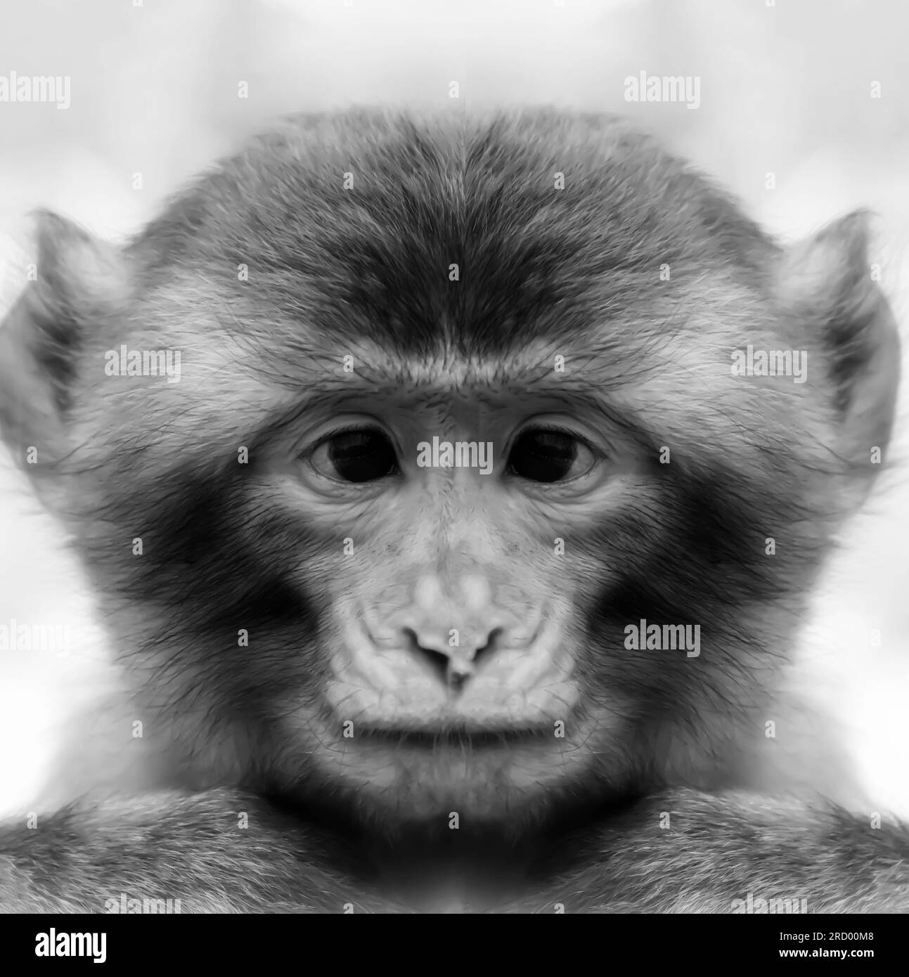 A beautiful black and white portrait of a monkey at close range that ...