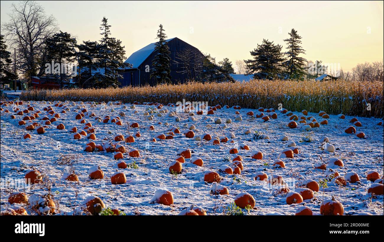 Snow-covered pumpkins in a pumpkin field Stock Photo - Alamy