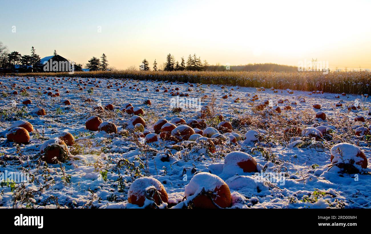 Pumpkins in a pumpkin field with snow-covered - Ontario, Canada Stock ...