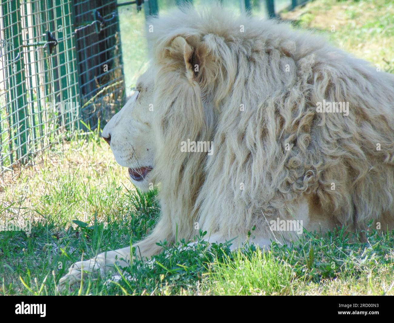 Lion at the Oradea zoo, Romania Stock Photo - Alamy