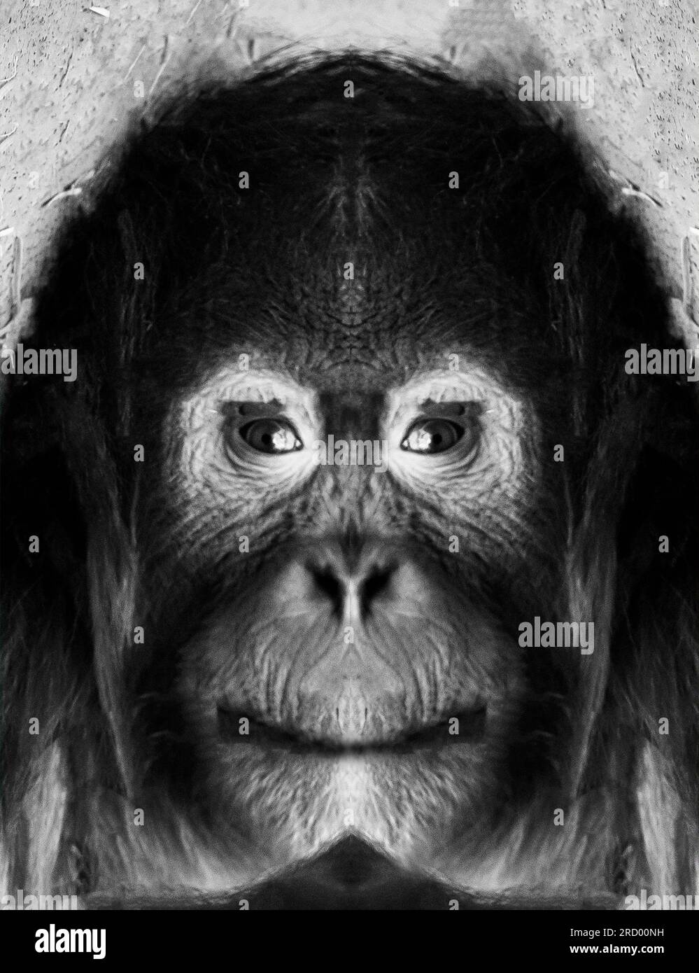 A beautiful black and white portrait of a monkey at close range that ...