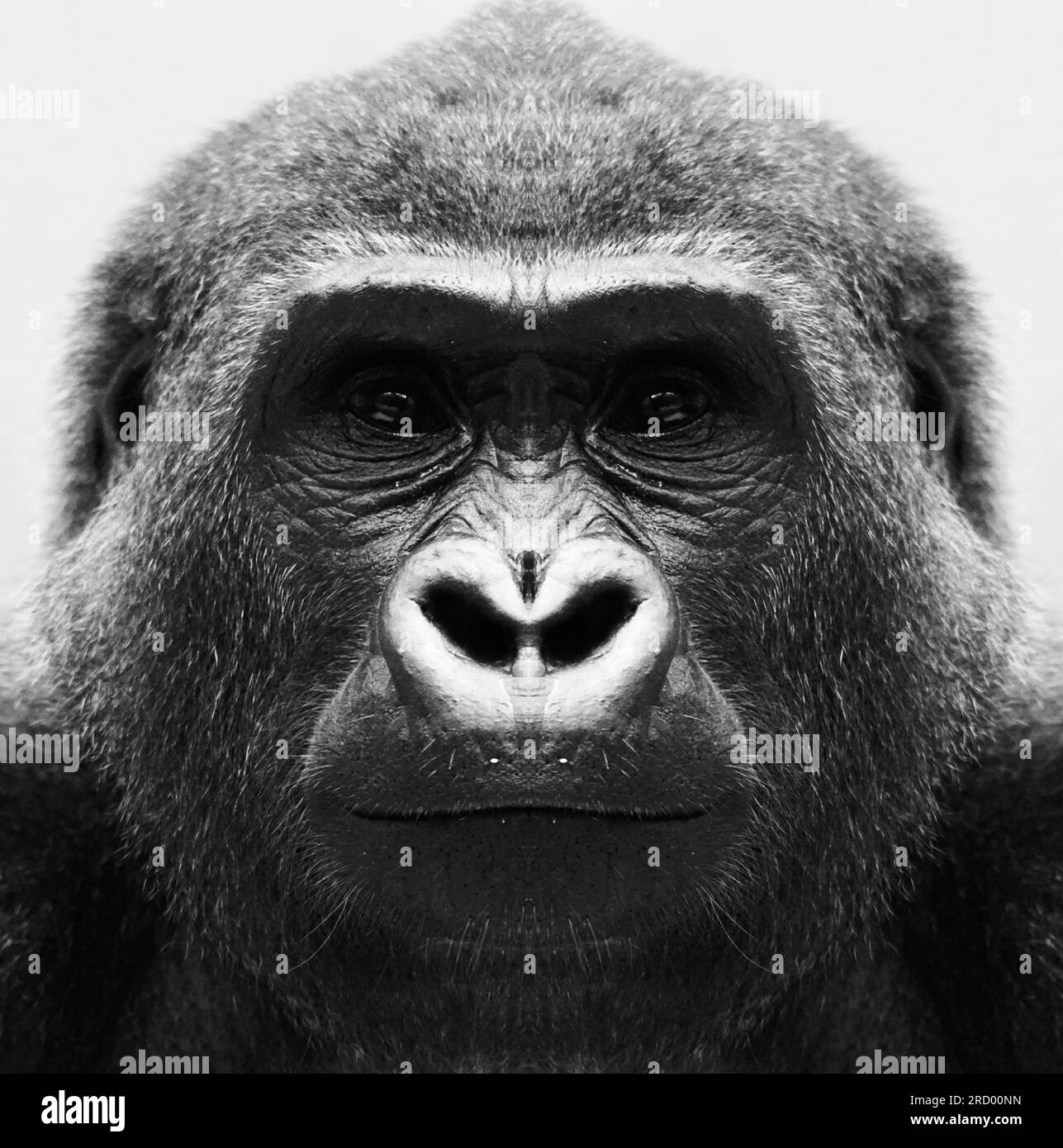 A beautiful black and white portrait of a monkey at close range that ...