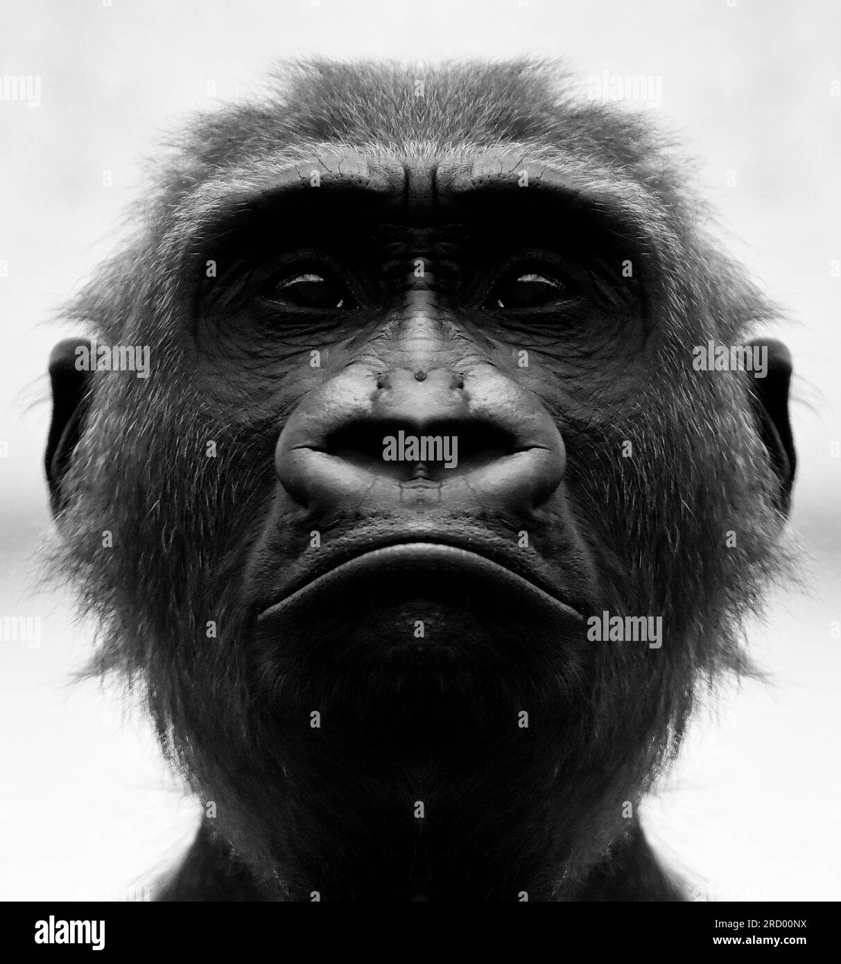 A beautiful black and white portrait of a monkey at close range that ...