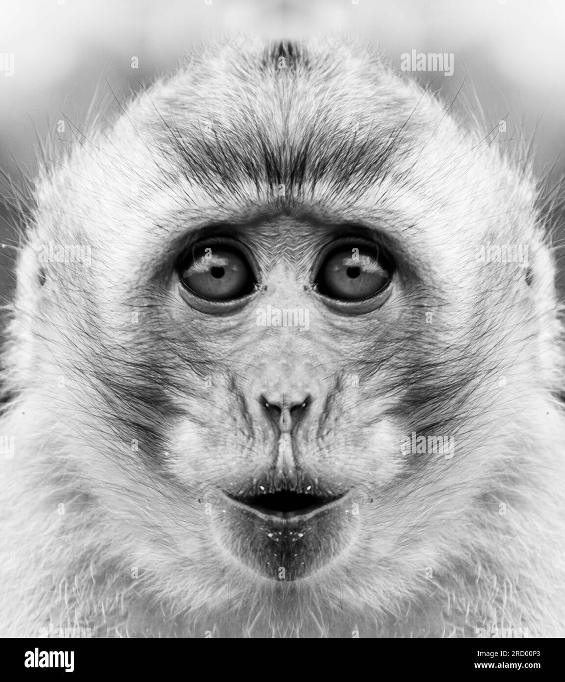 A beautiful black and white portrait of a monkey at close range that ...