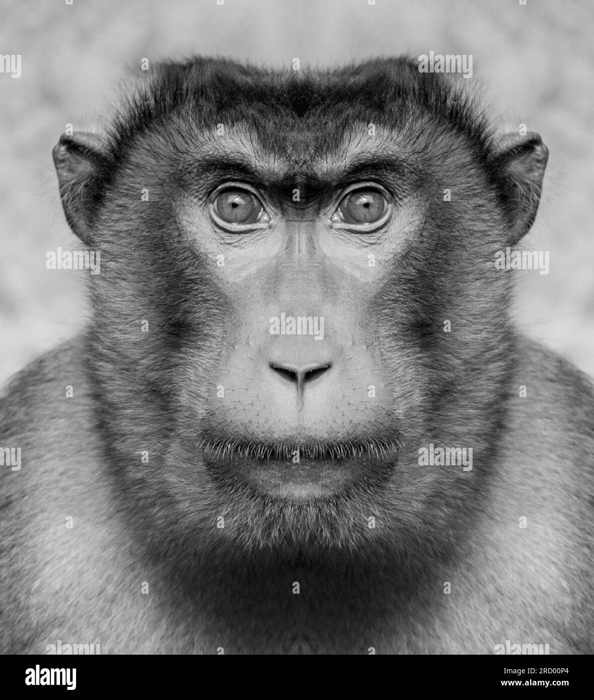 A beautiful black and white portrait of a monkey at close range that ...