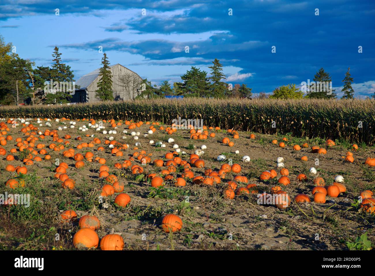 Pumpkin patch at sunset - Ontario, Canada Stock Photo - Alamy