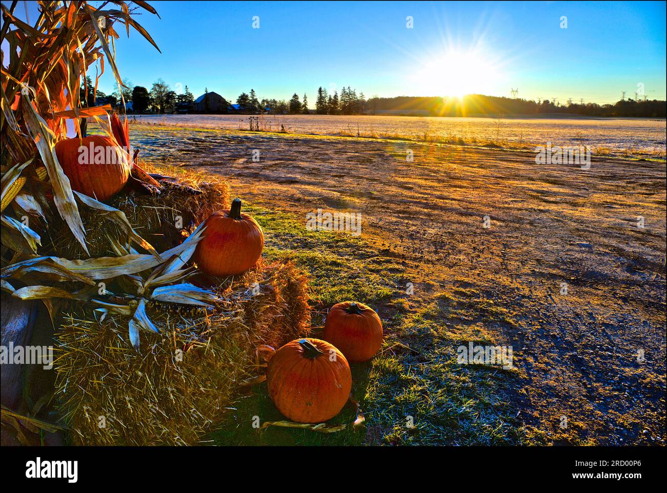 Sunrise on the pumpkin field with pumpkins for sale on the roadside ...
