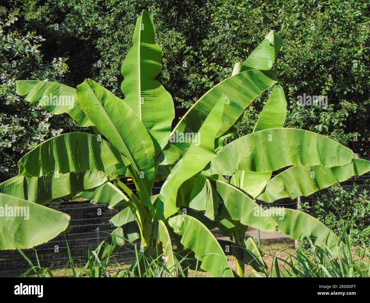 Banana tree with several leaves Stock Photo - Alamy