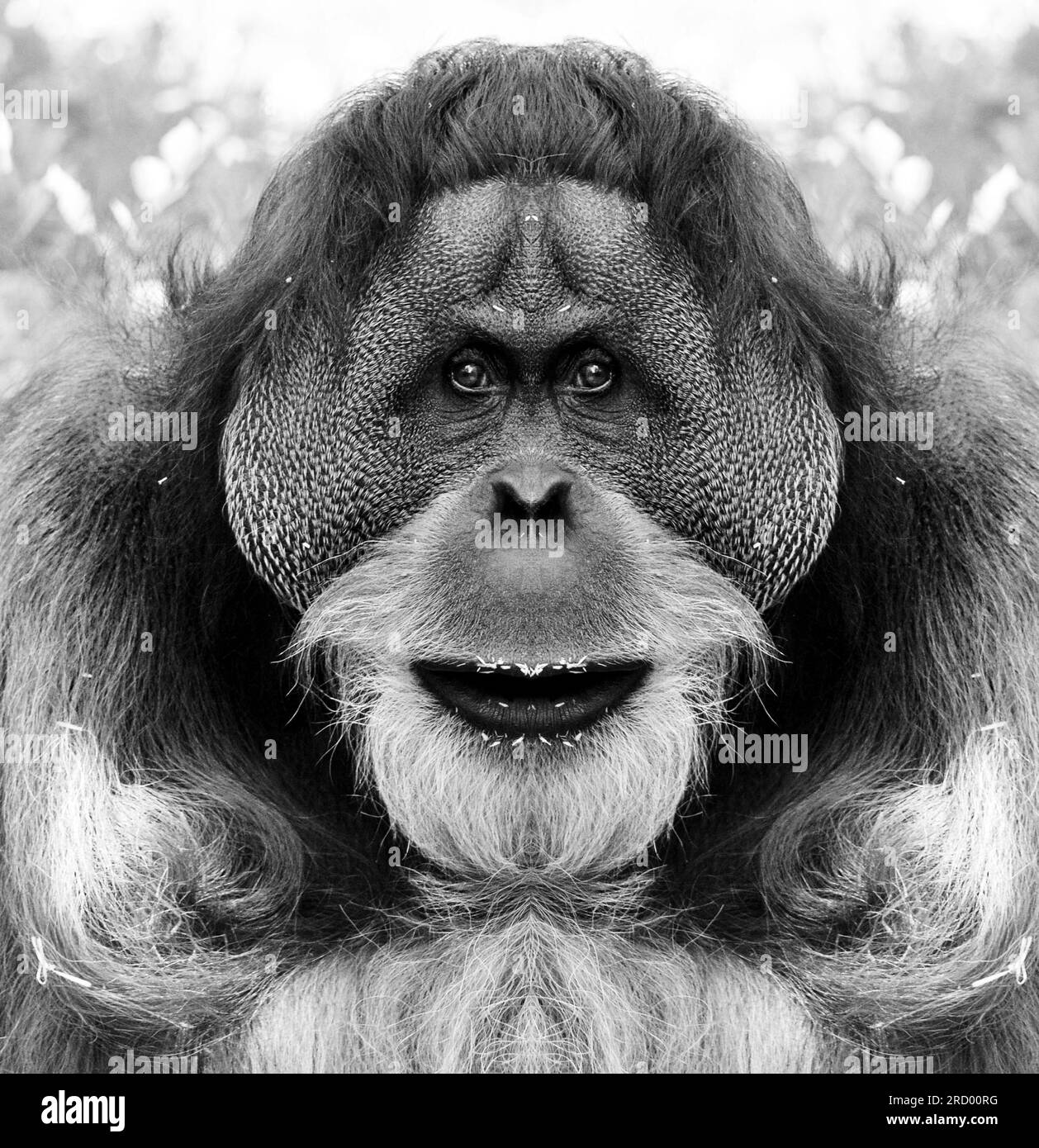 A beautiful black and white portrait of a monkey at close range that ...